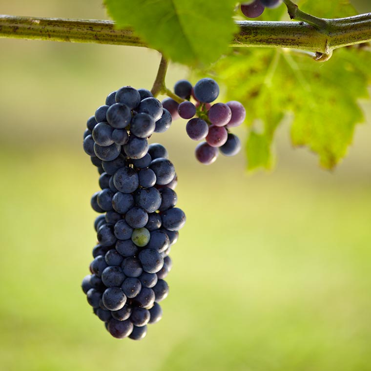 Sustainable Farming Methods at Miranda Vineyard